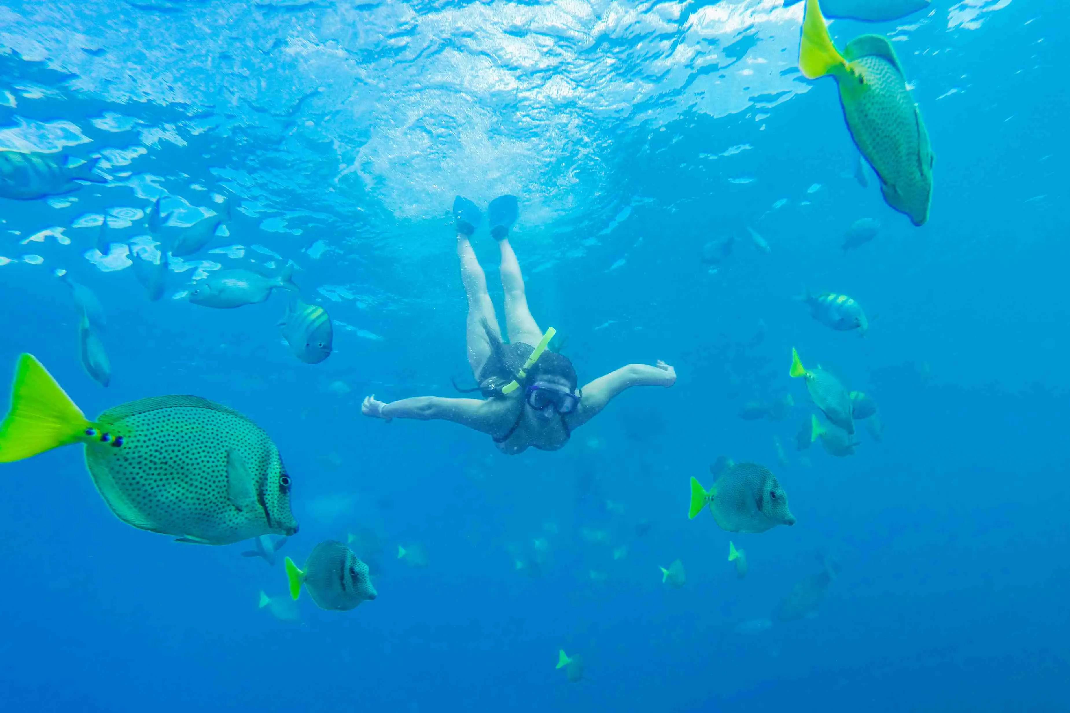 Snorkel and Sea Adventure Tour | Gray Line Los Cabos