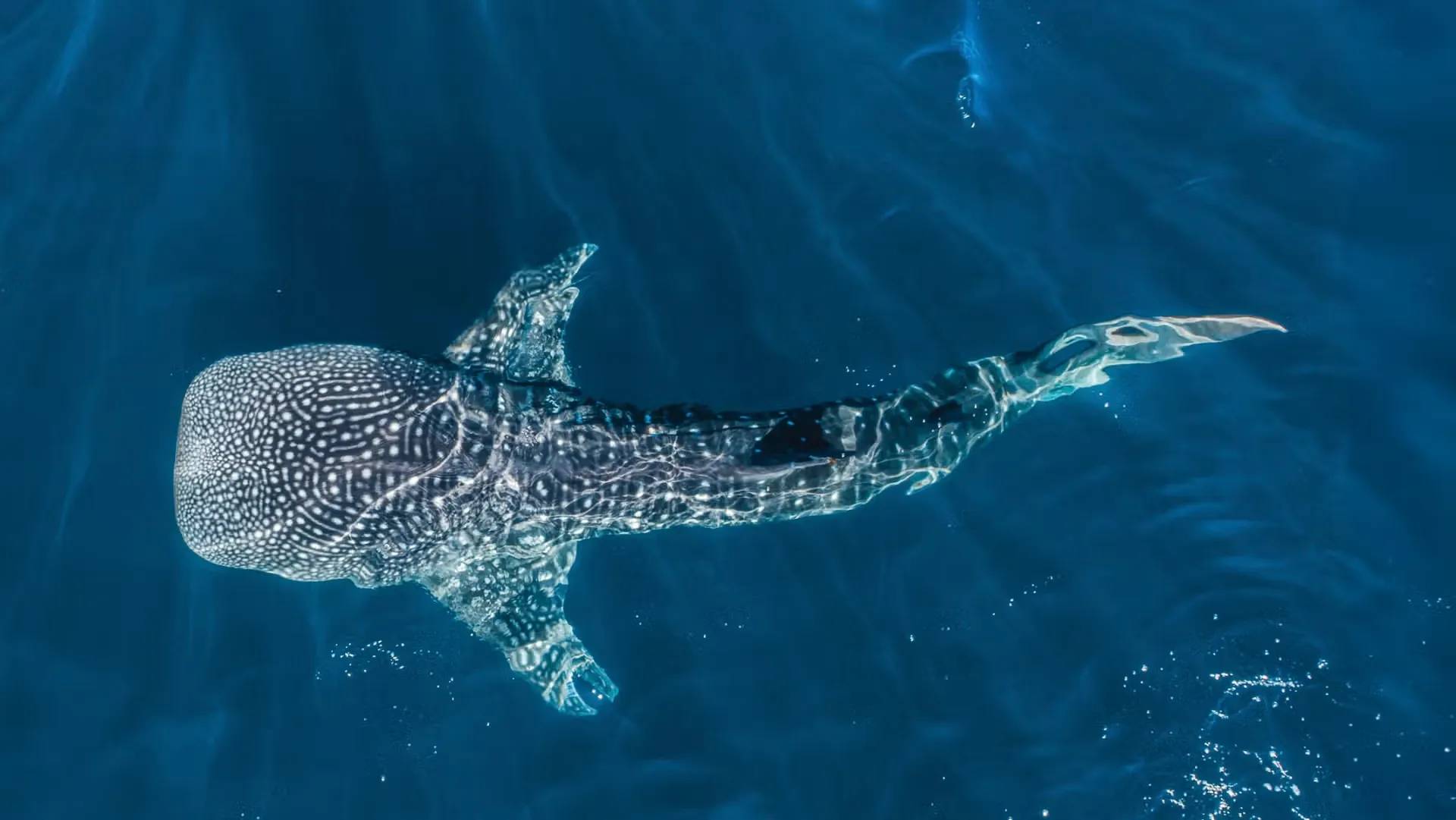 Cabo Whale Shark Encounter | Gray Line Los Cabos